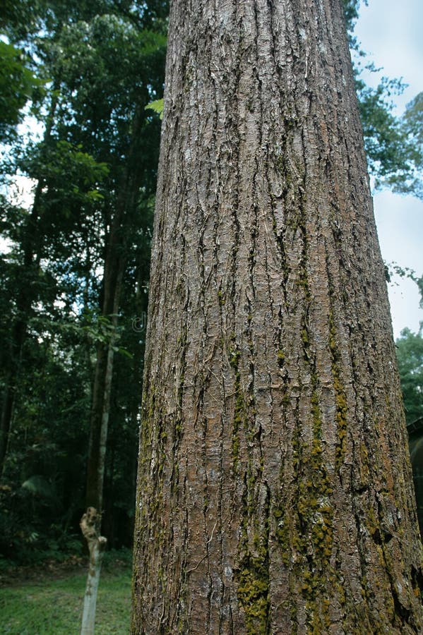 Arbre tropical grand photo stock. Image du lame, écorce - 2767202