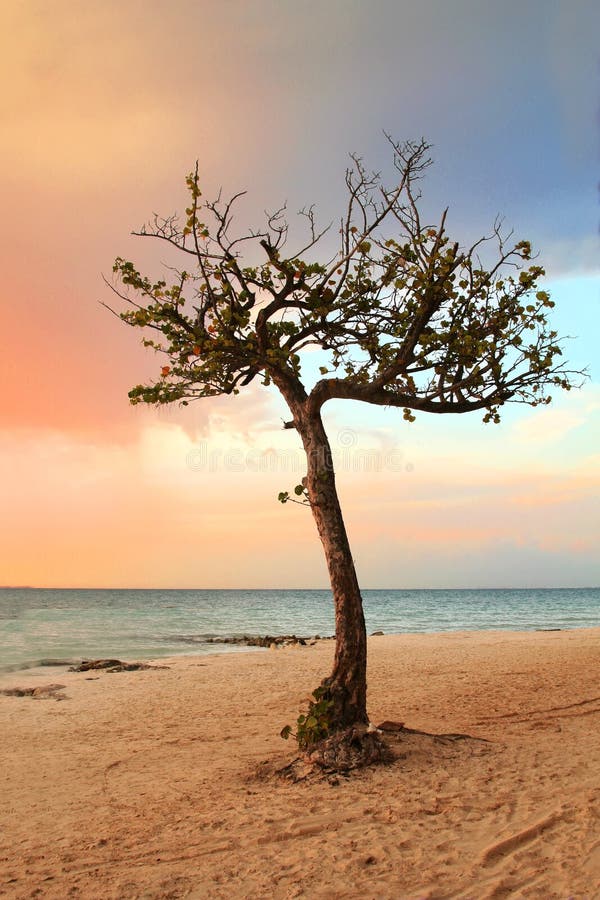 Arbre Tropical Tranquille Dans Le Paradis Image stock - Image du beau ...