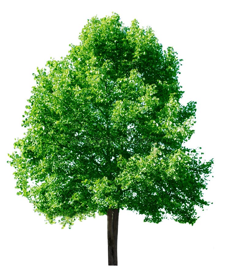 Arbre vert photo stock. Image du brillant, branchement - 5799320