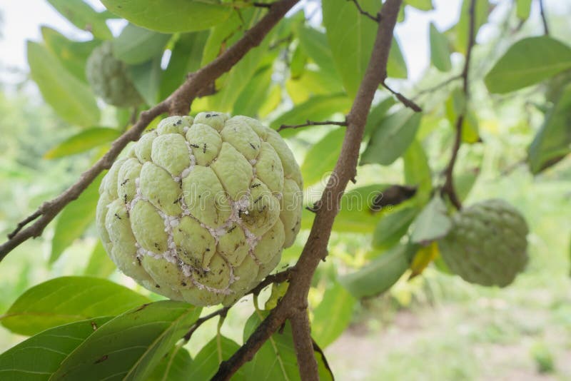 Le Fruit Vert Et Cru De Pomme Cannelle Image stock - Image du fruit ...
