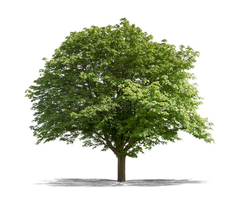 Arbre Vert Sur Un Fond Blanc Image stock - Image: 31183365
