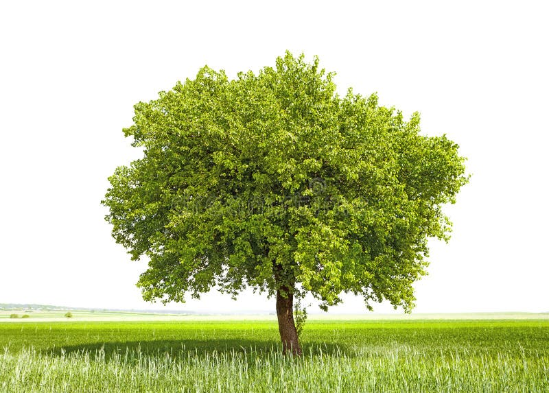 Arbre Vert - Symbole D'une Terre Verte De Planète Photo stock - Image ...