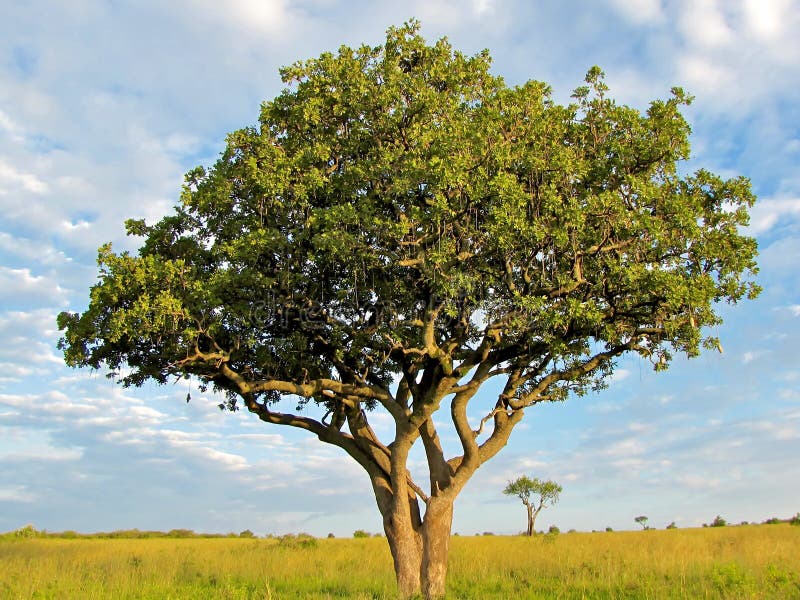 Photos de Bel Arbre Dans La Savane Africaine - Photos de stock ...