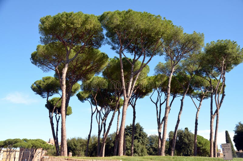 Arbres de l'Italie Rome image stock. Image du nuageux - 5341771