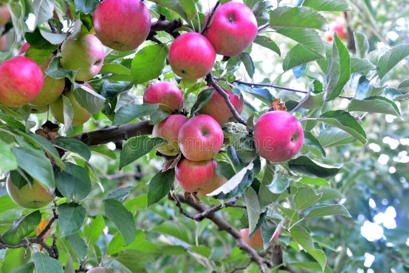 Arbres Aux Pommes Rouges Dans Un Verger Image stock - Image du ...