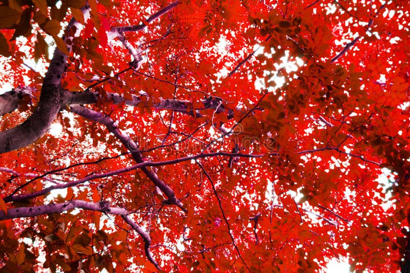 Arbres Avec Les Feuilles Rouges Image stock - Image du feuillage, arbre ...