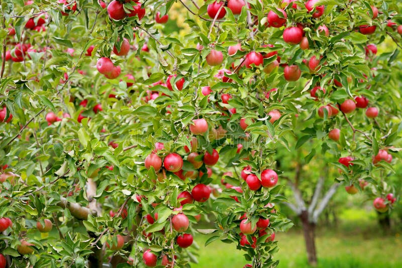Arbres Avec Les Pommes Rouges Dans Un Verger Image stock - Image du ...