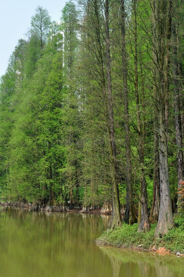 Arbres Chinois De Pensilis De Glyptostrobus Photo stock - Image du ...