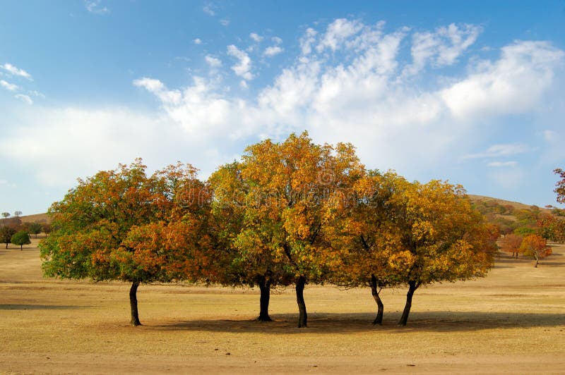 Arbres d'érable photo stock. Image du nuage, forêt, coloré - 3818476