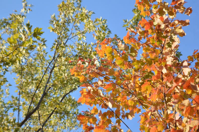 Arbres d'érable photo stock. Image du above, couleurs - 61150518