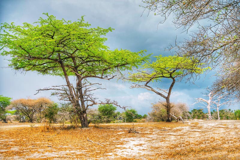 Acacia image stock. Image du horizontal, arbre, acacia - 81739477