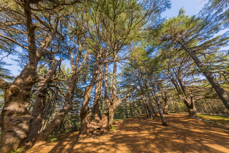 Arbres D'Al Shouf Cedar Nature Reserve Barouk Liban Image stock - Image ...