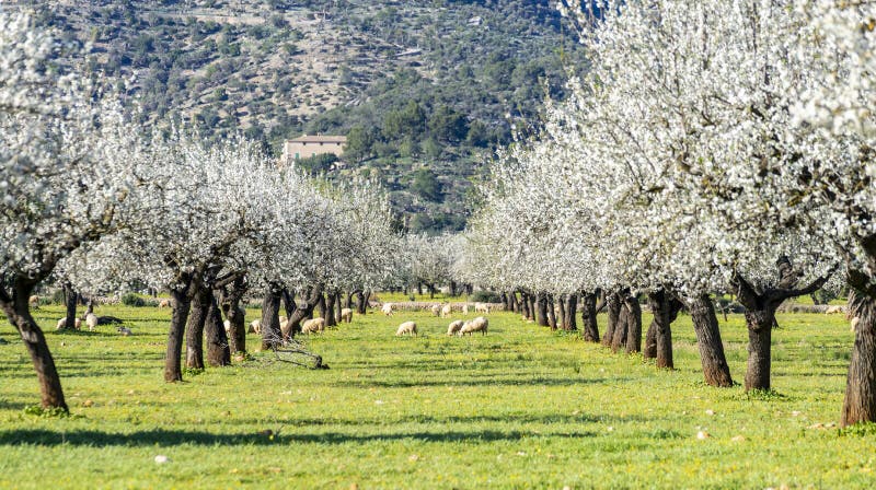 Arbres d'amandes image stock. Image du nature, amande - 171073869