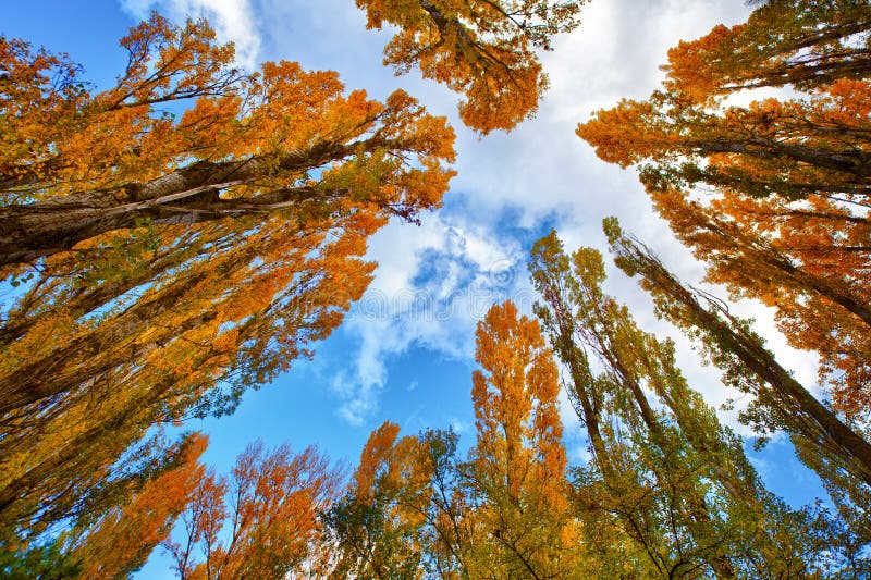 Arbres D'automne Sous Le Ciel Bleu Image stock - Image du outdoors ...
