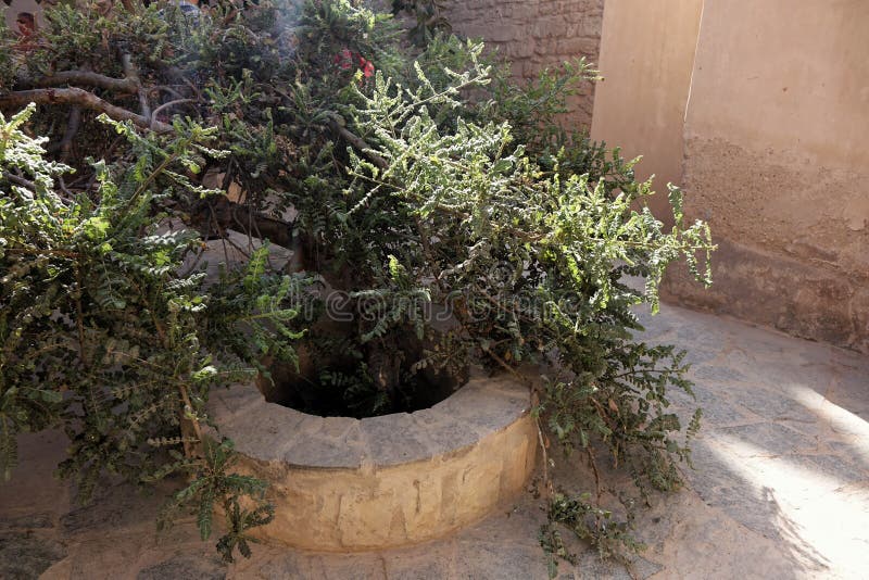 Arbres D'encens, Sacrum De Boswellia, Oliban-arbre Photo stock - Image ...