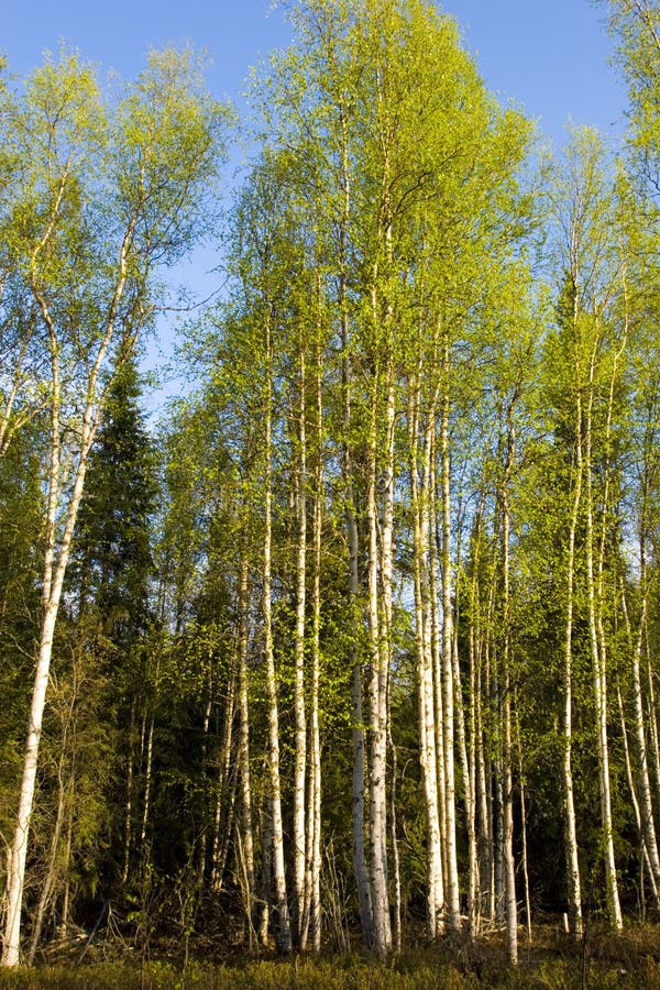 Bouleau d'arbre photo stock. Image du verdure, bleu, branchement - 3590186