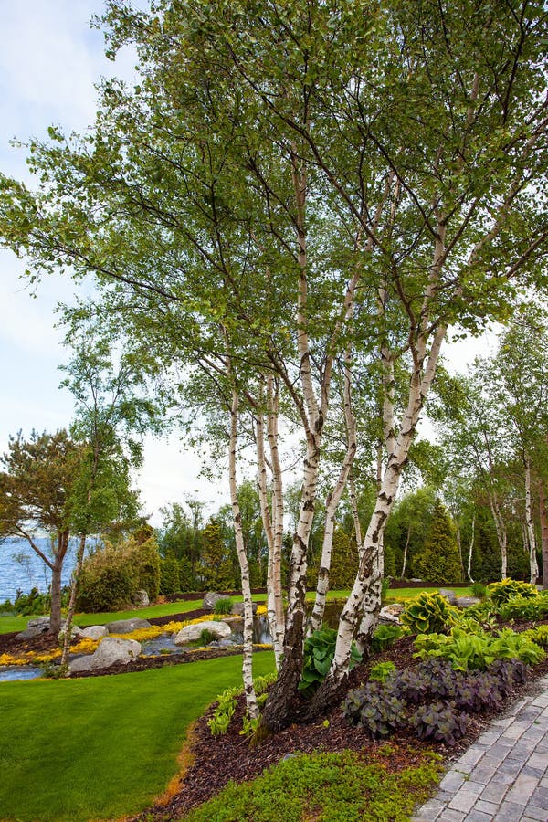 Arbres De Bouleau Dans Le Jardin Photo stock - Image of fleurs ...