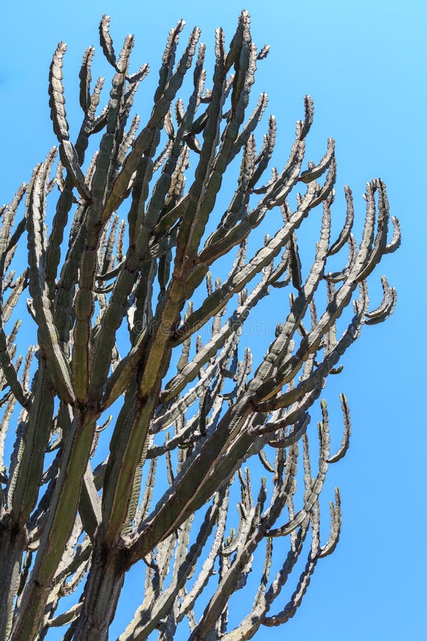 Les Arbres De L'Afrique De Cactus Baguent Dehors Photo stock - Image du ...