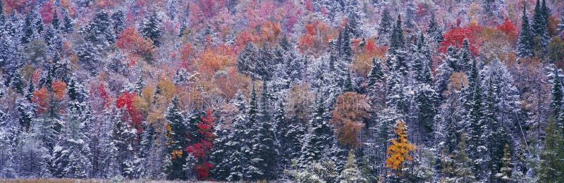 Arbres De Neige Et D'automne, Photo stock - Image du essex, normal ...