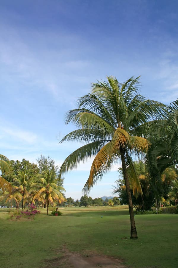 Arbres de noix de coco image stock. Image du coconut, feuilles - 2846189