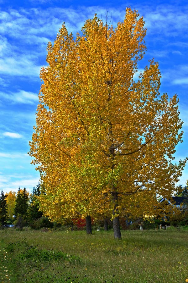 Arbres de peuplier image stock. Image du ciel, sabre - 69920163