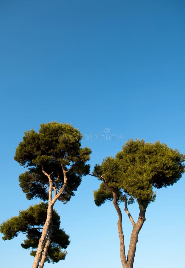 Arbres de pin image stock. Image du placide, branchements - 10804727