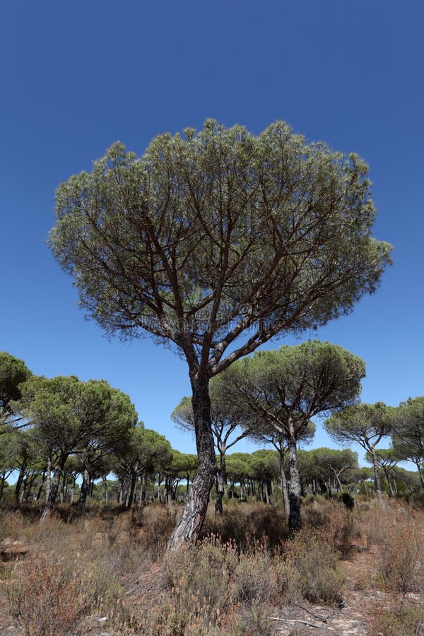 Pente De Montagne Avec Les Pins En Pierre - Pinus Pinea Photo stock ...