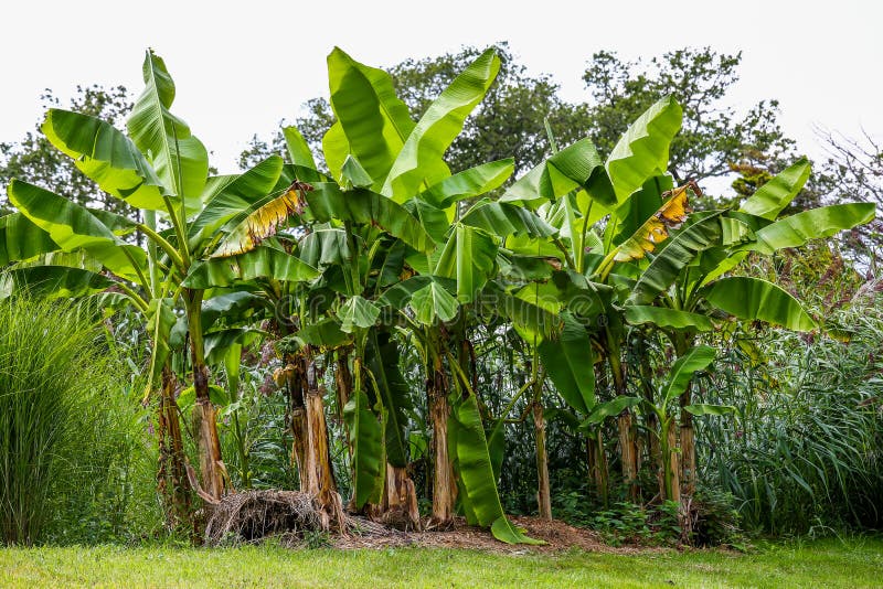 Plantation De Banane Martinique Photo stock - Image du rieur, outside ...
