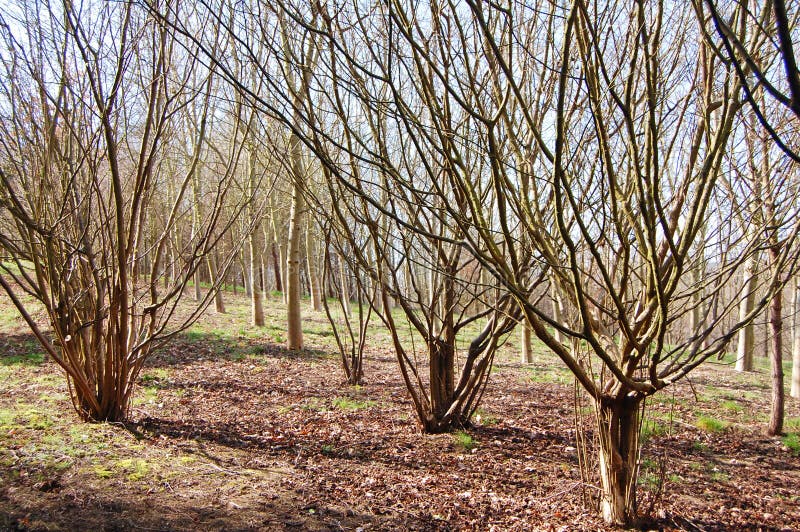 Taillis de haie image stock. Image du rural, clôture - 14398969