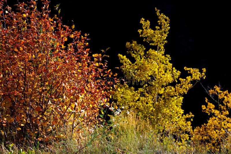 Arbres, buissons izolated photo stock. Image du vert - 48347444