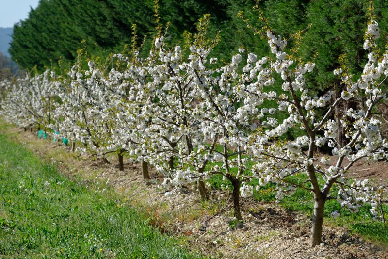 Arbres Fruitiers En Hiver Ambiance Sur Les Pentes De La Montagne De ...