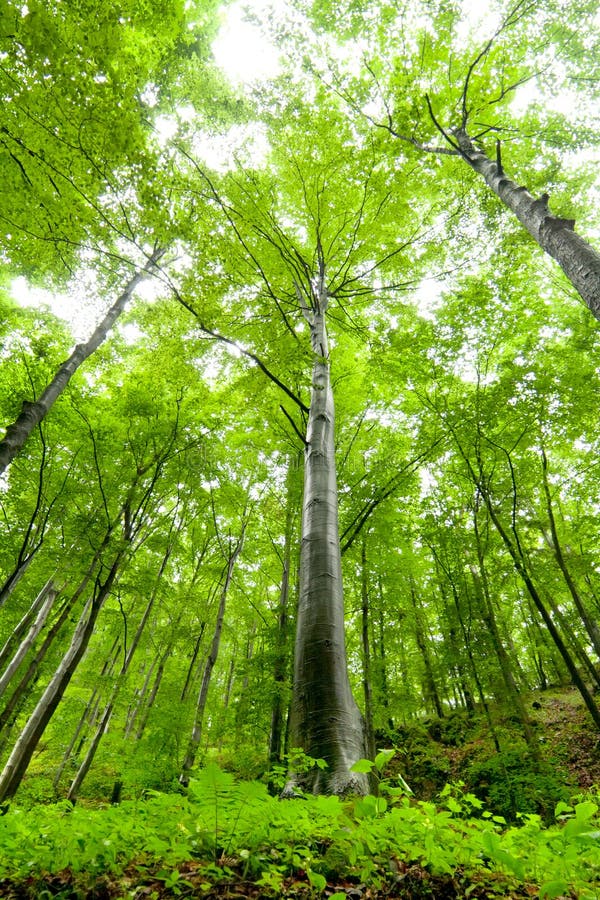 Arbres grands image stock. Image du nature, normal, extérieur - 19967437