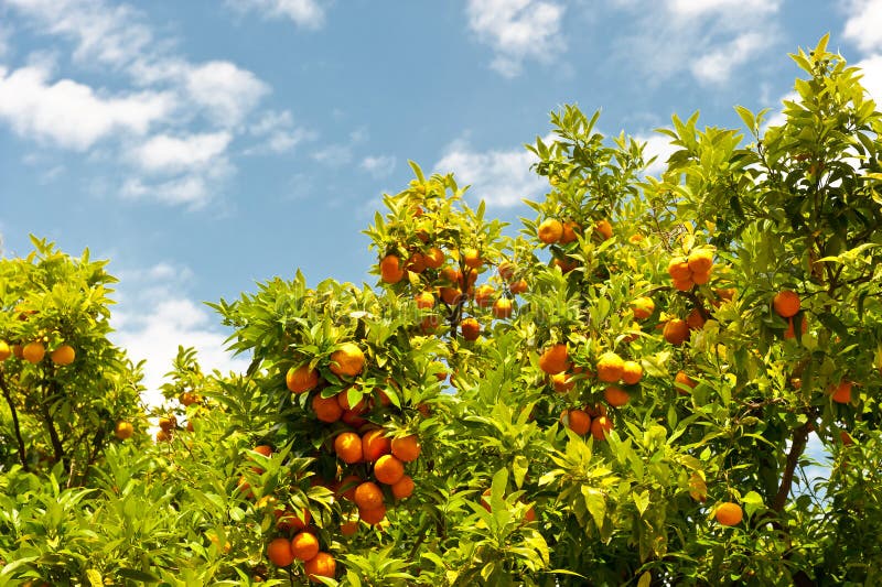 Jardin D'arbres Oranges Avec Beaucoup De Fruits Image stock - Image du ...