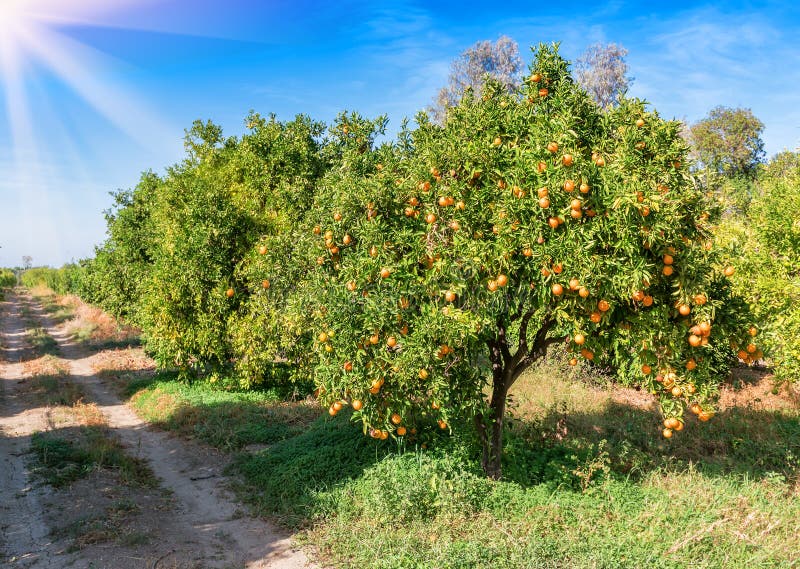 Arbre orange luxuriant photo stock. Image du lame, agriculture - 84741528