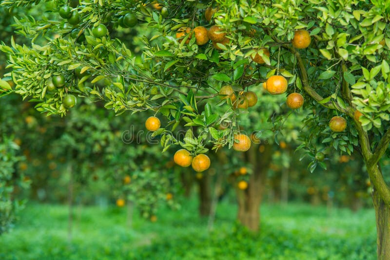 Jardin D'arbres Oranges Avec Beaucoup De Fruits Image stock - Image du ...