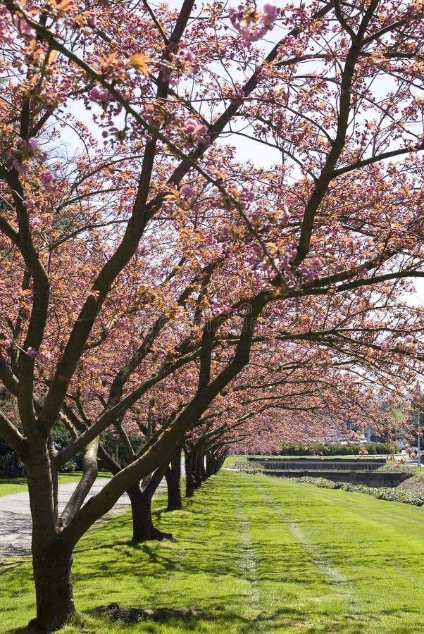 Arbres roses image stock. Image du avril, amour, lumineux - 9111517