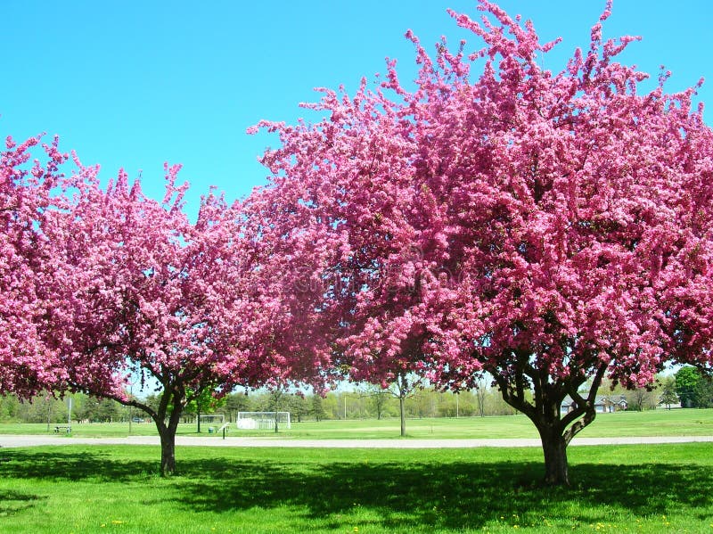 Arbres Roses En Fleur Photo stock - Image: 5222120