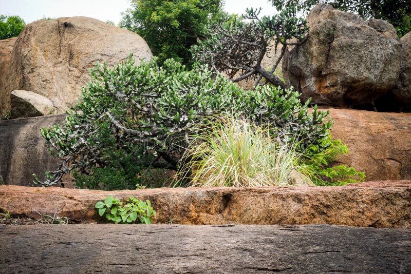 Arbres sur un rocher image stock. Image du environnement - 182571803
