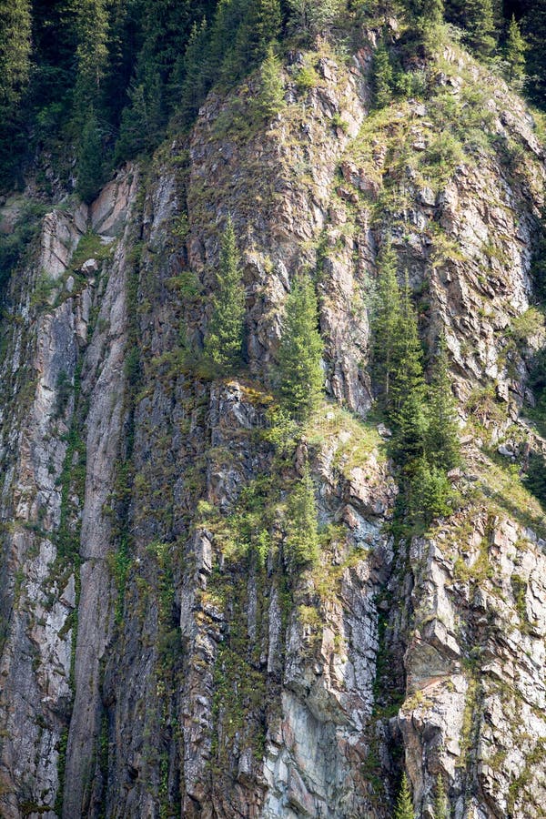 Arbres Sur La Roche Verticale Image stock - Image du vert, arête: 35837955