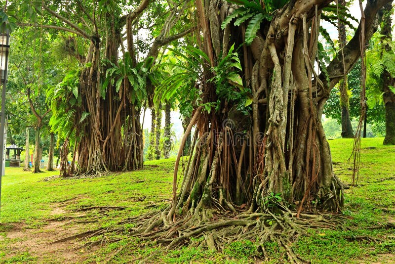 Arbres tropicaux photo stock. Image du stationnement - 11696080