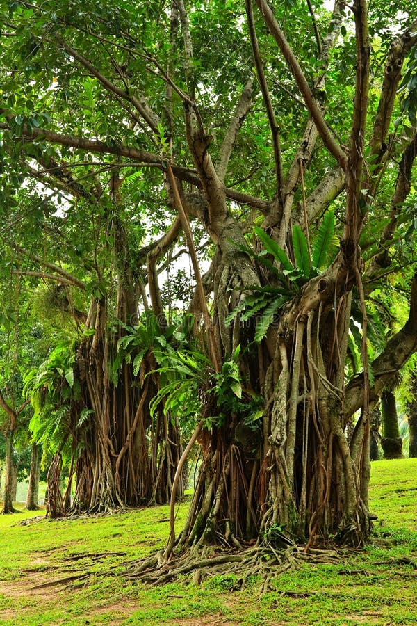 Arbres tropicaux photo stock. Image du végétation, jungle - 11696130