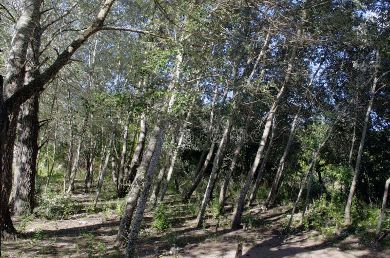 Sapin Droit Vert-foncé Avec La Racine Photo stock - Image du arbre ...