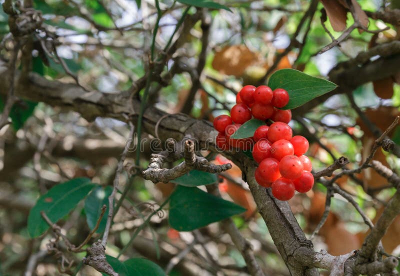 Arbuste Avec Les Baies Rouges Photo stock - Image du hiver, lame: 38375720