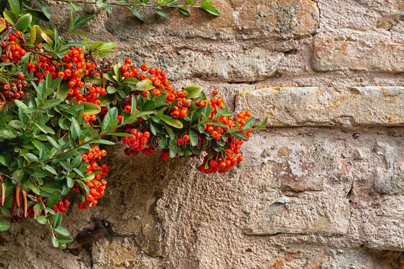 Arbuste Avec Les Baies Rouges Photo stock - Image du buisson, fond ...
