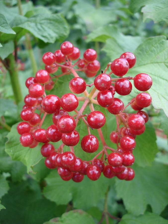 Fruit Rouge D'arbuste D'opulus De Viburnum Image stock - Image of lames ...