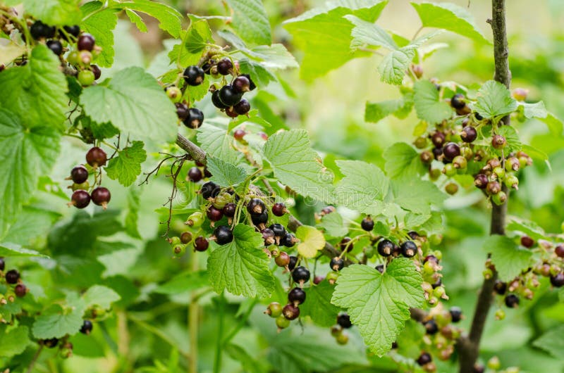 Cassissier image stock. Image du climat, comestible, délicieux - 31837439
