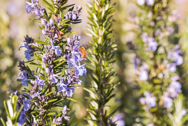 Arbuste De Pollination De Romarin D'abeille En Fleur Image stock ...