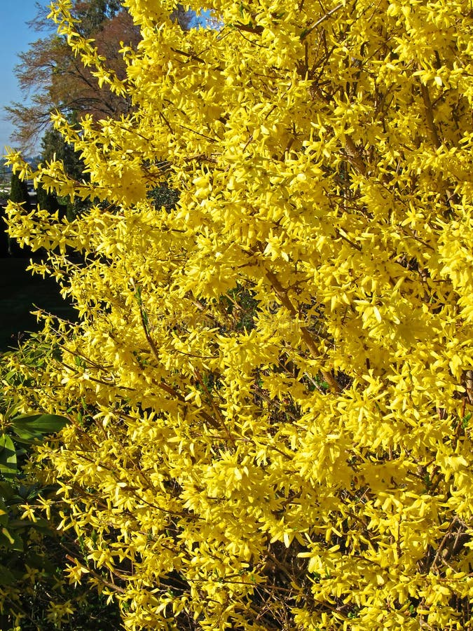 Arbuste Jaune De Forsythia De Pleine Floraison Photo stock - Image du ...