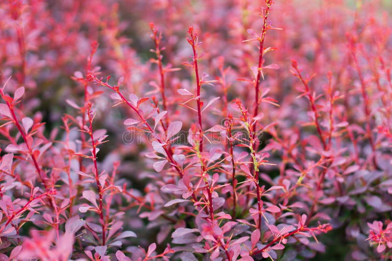Arbuste rouge photo stock. Image du brindilles, nature - 40566482