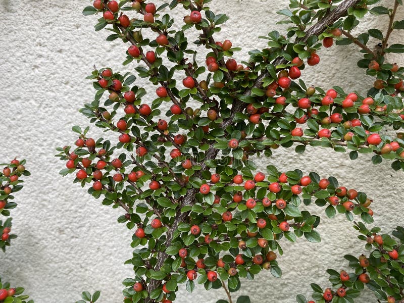 Arbuste rouge photo stock. Image du fruits, produit - 260236592